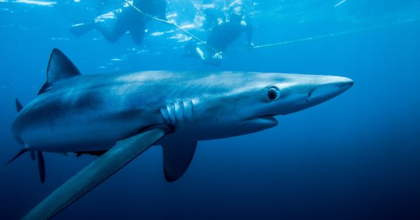 Cabo San Lucas Shark Dive | Baja Shark Experience