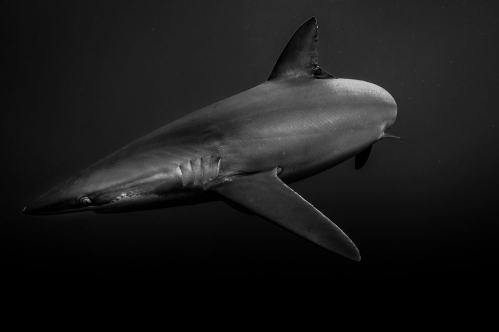 Swim with Sharks in Mexico | Baja Shark Experience