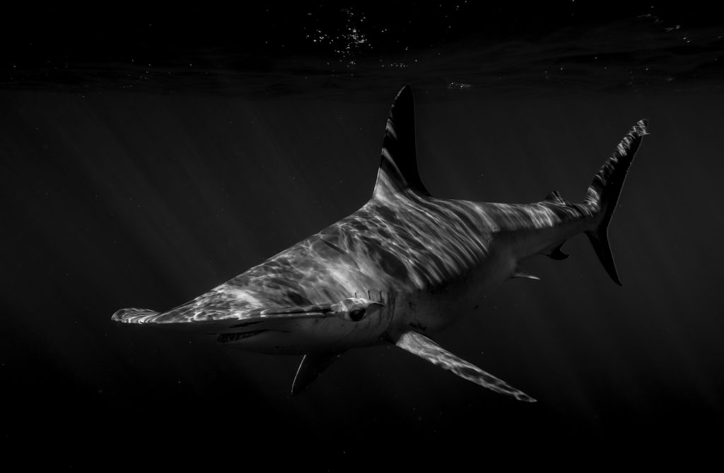 Swim with Sharks in Mexico | Baja Shark Experience