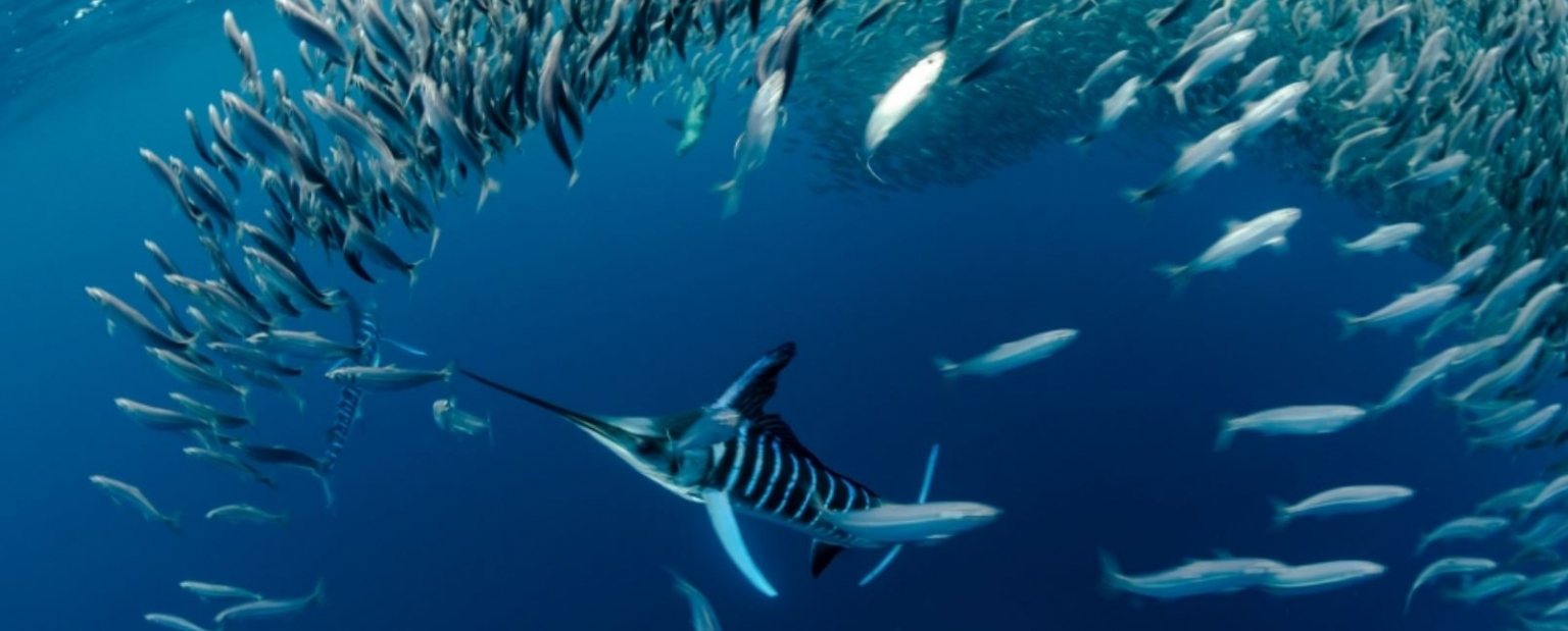 Watch the sleek striped marlin in action | Baja Shark Experience