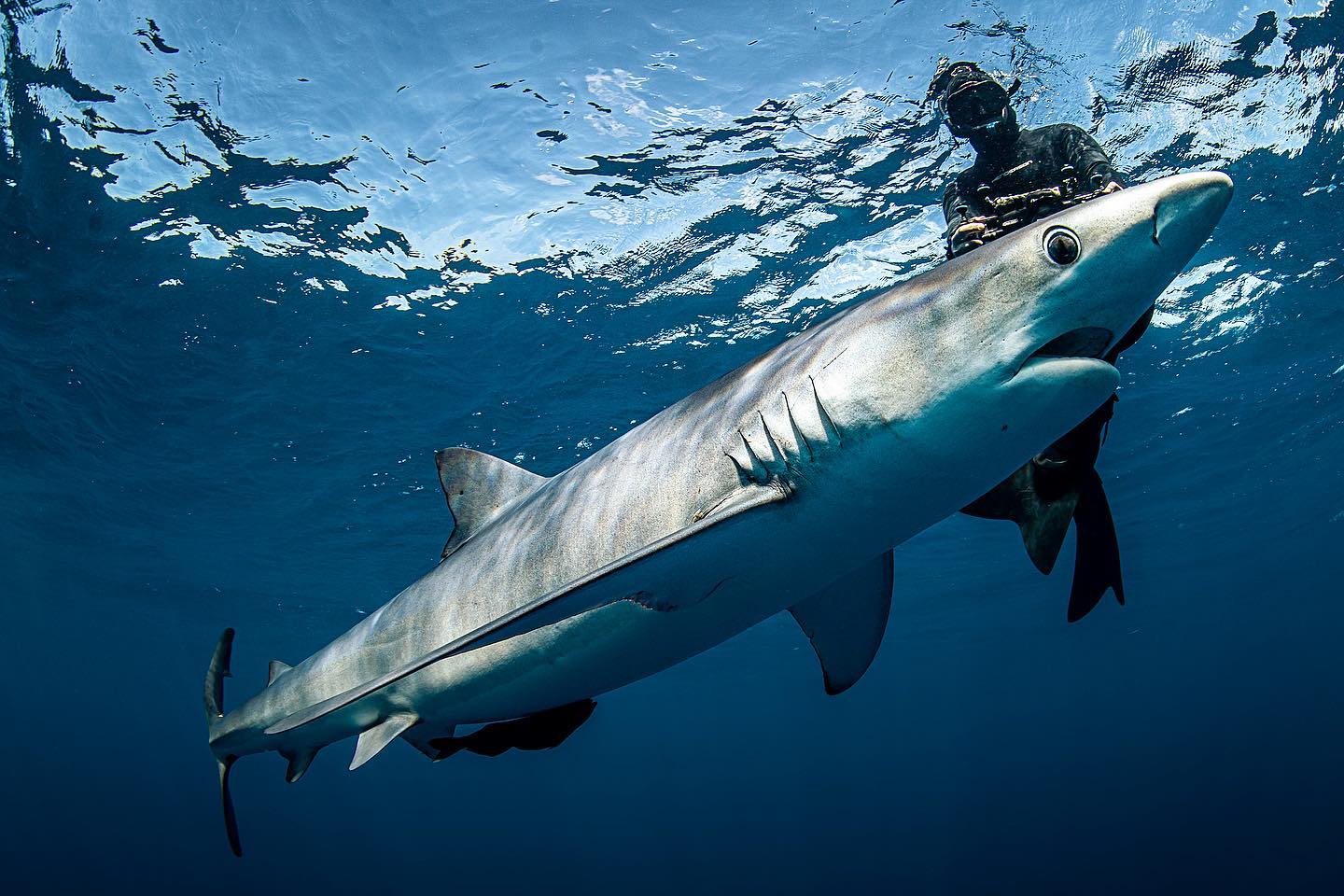 The Shark Species of Cabo San Lucas - Baja Shark Experience