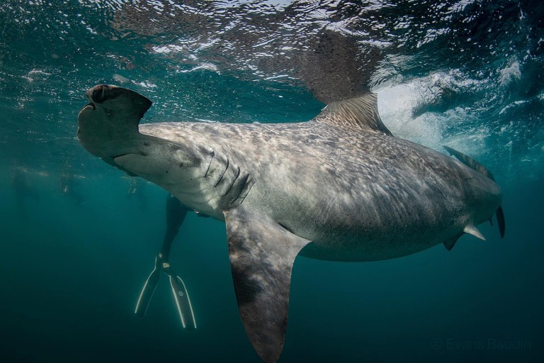 The Shark Species of Cabo San Lucas - Baja Shark Experience