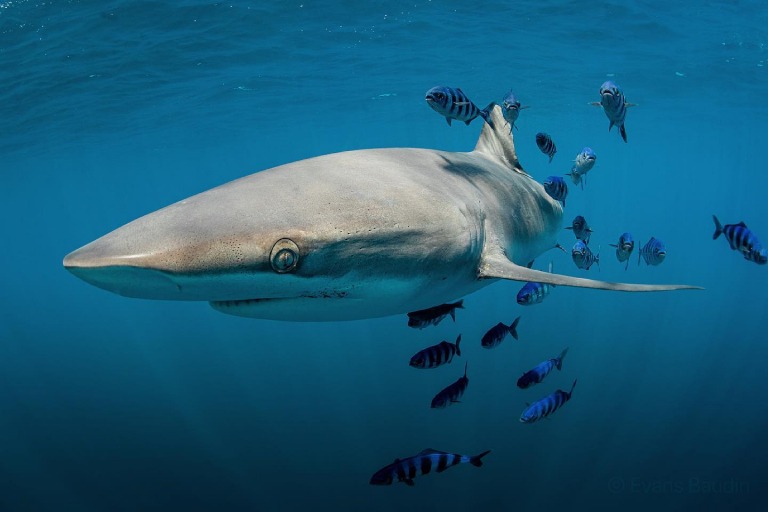Awesome shark congregation | Baja Shark Experience