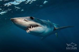 The Shark Species of Cabo San Lucas - Baja Shark Experience