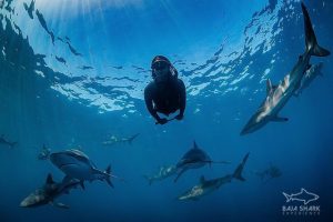The Shark Species of Cabo San Lucas - Baja Shark Experience