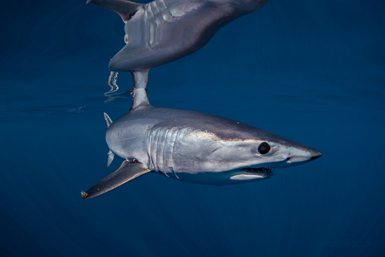 Swim with Sharks in Mexico | Baja Shark Experience