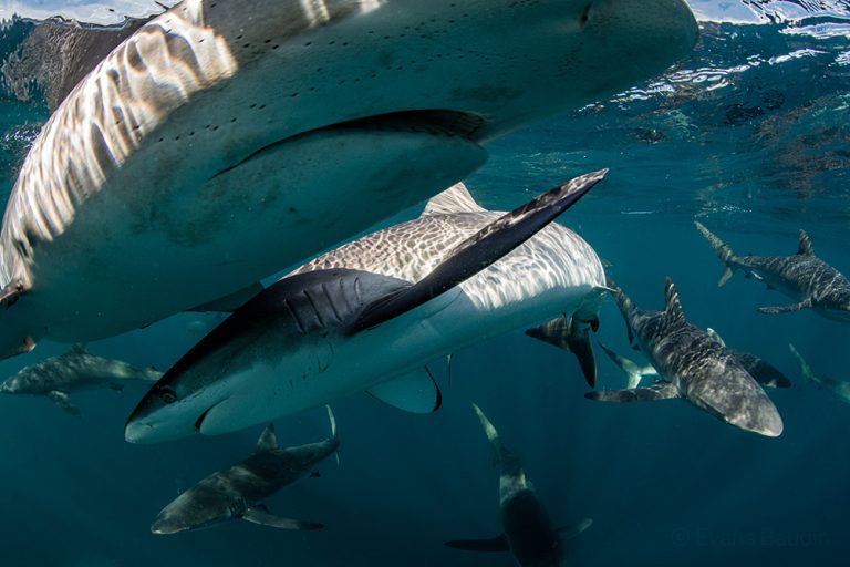 Swim with Sharks in Mexico | Baja Shark Experience