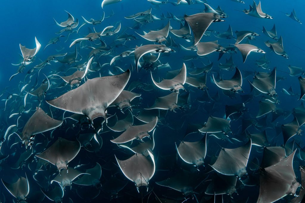 Ocean Safari Tour in Cabo San Lucas - Day trip