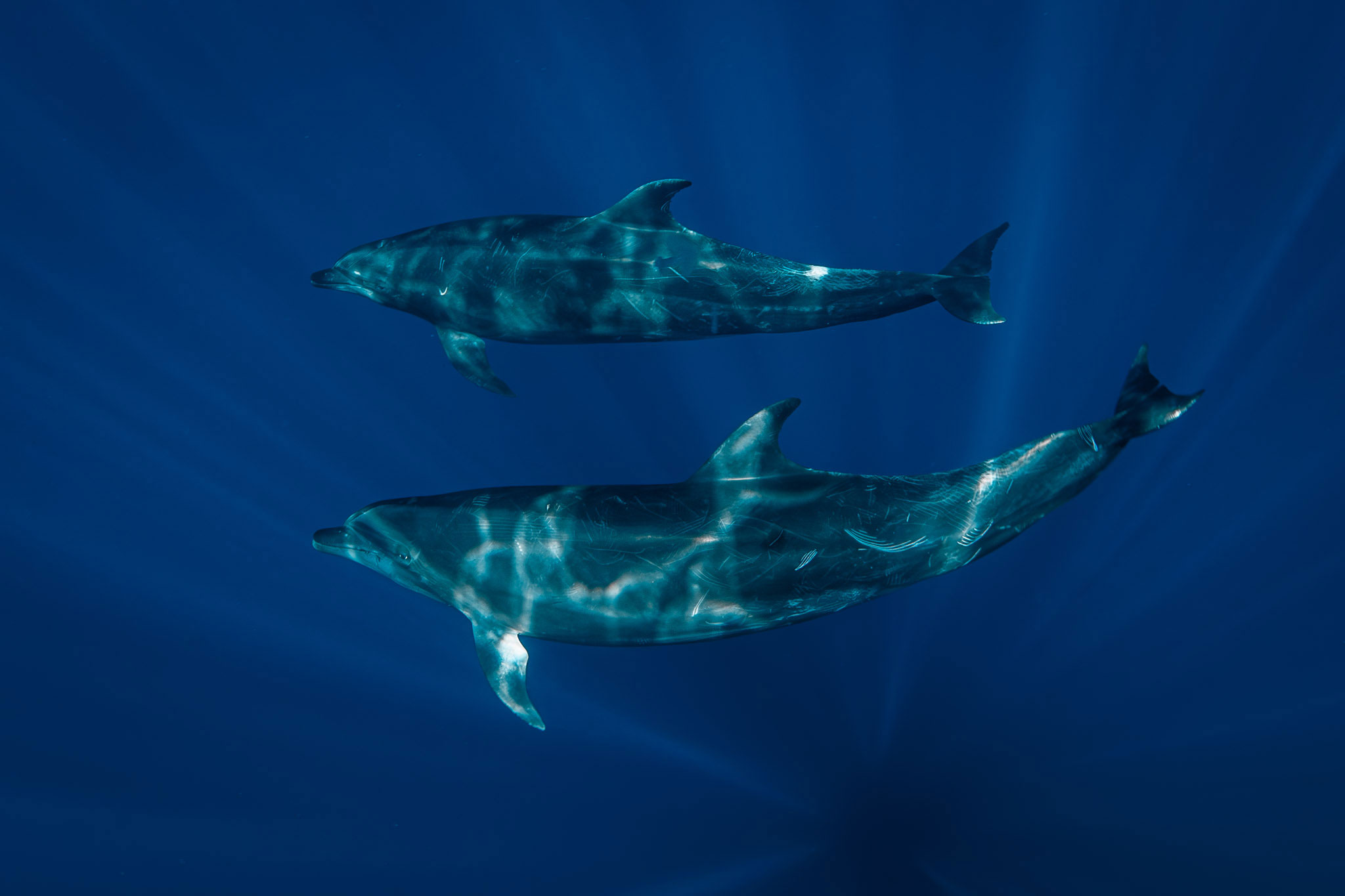 Ocean Safari Tour in Cabo San Lucas - Day trip