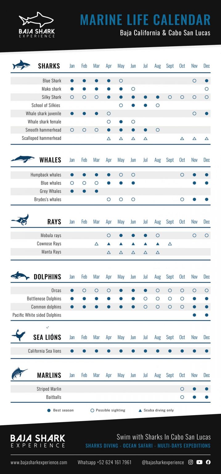 Marine life Calendar of Baja California - Seasons and wildlife Explained
